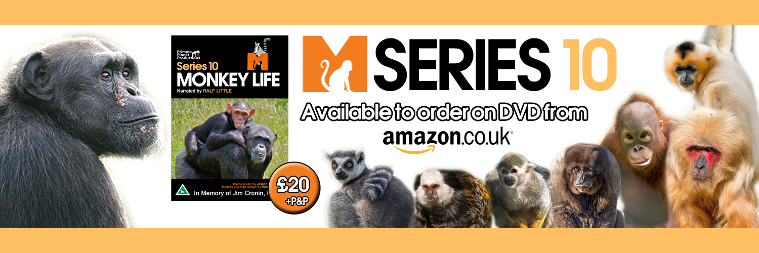 Monkey Life series 10 DVD is now available to order on Amazon – Primate ...